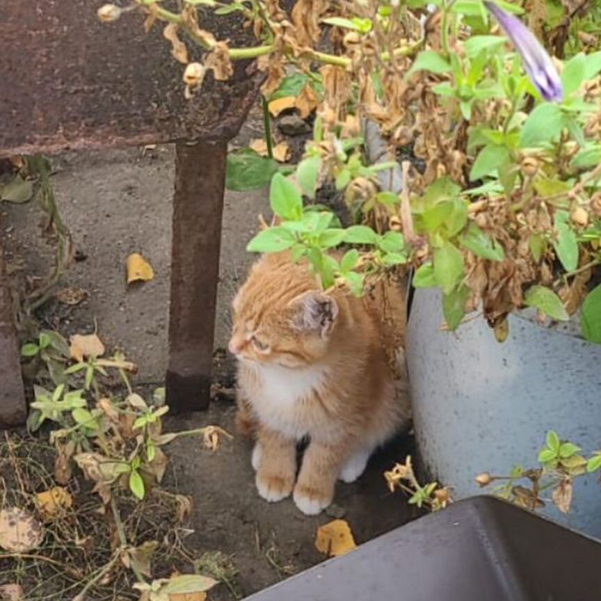 Котята в добрые руки бесплатно