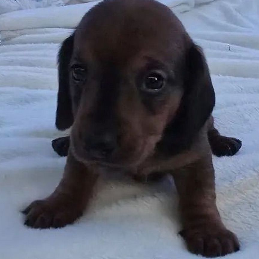 Такса, щенок