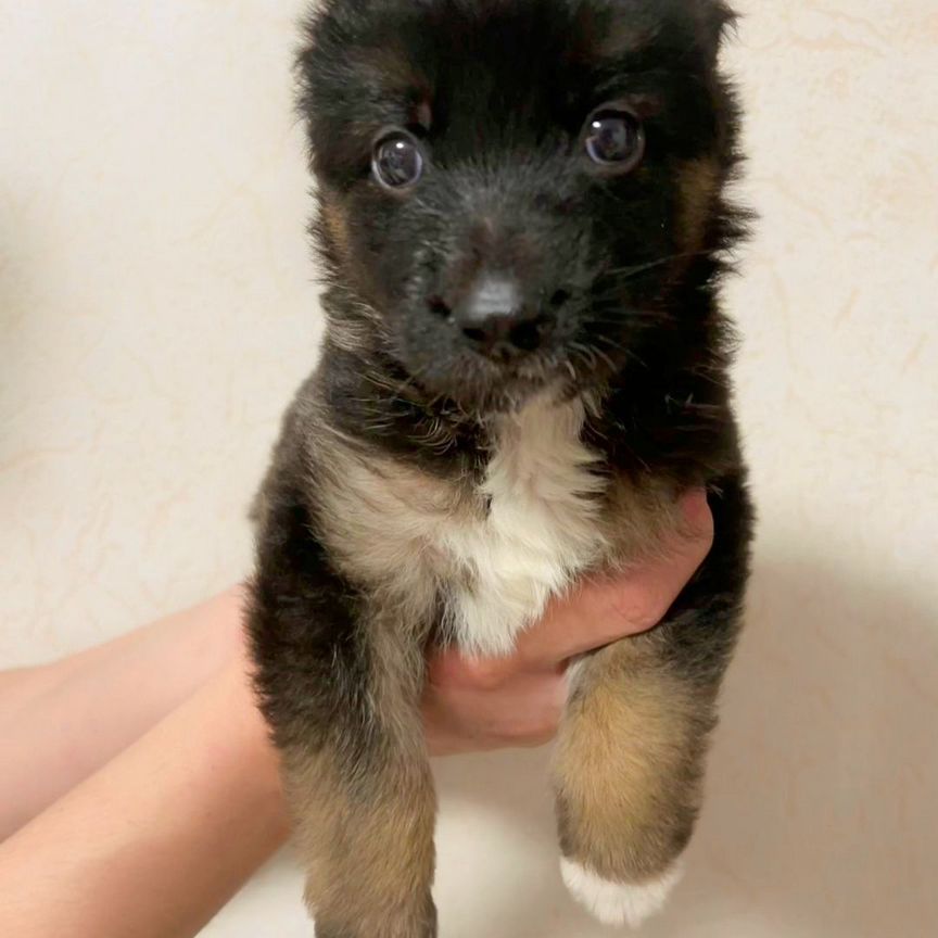 Собака в добрые руки отдам бесплатно