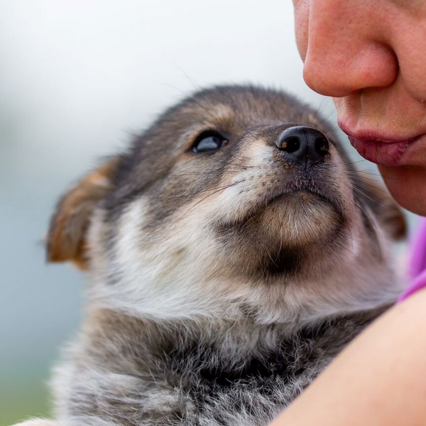 Щенок Валдай, 1,5 мес. Лайка/Хаски. В добрые руки