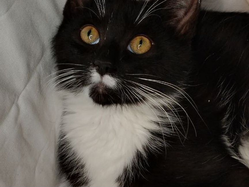 Котенок болтушка