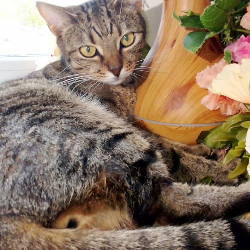 Котик Джери