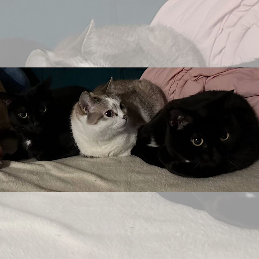 Взрослый кот в добрые руки