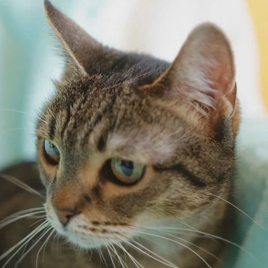 Взрослая кошка в добрые руки