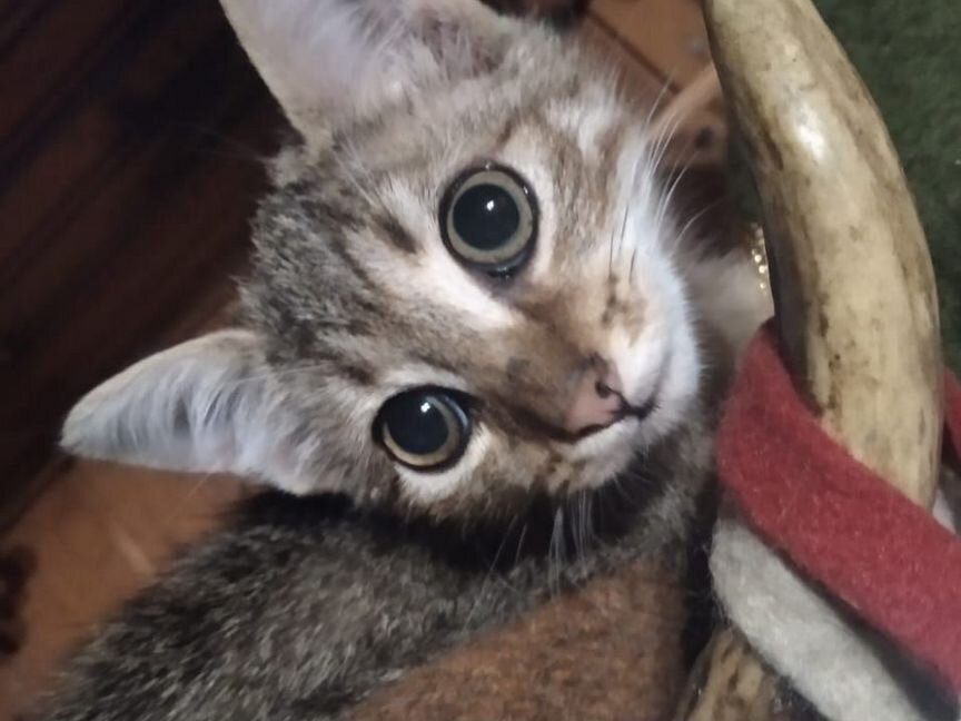 Ласковая кошечка 3 месяца