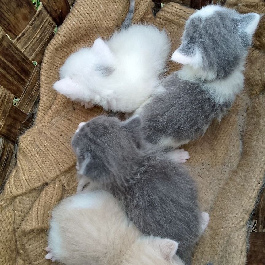 Малыши ищут себе мам и пап