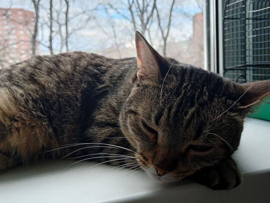 Две очаровательные кошки ищут дом дapoм