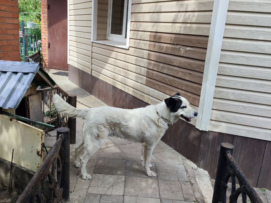 Смесь лайки с овчаркой