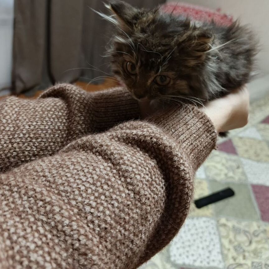 Отдам в добрые руки