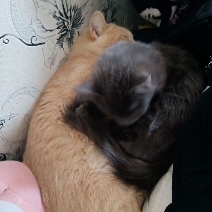 Отдам в добрые руки кота и котёнка