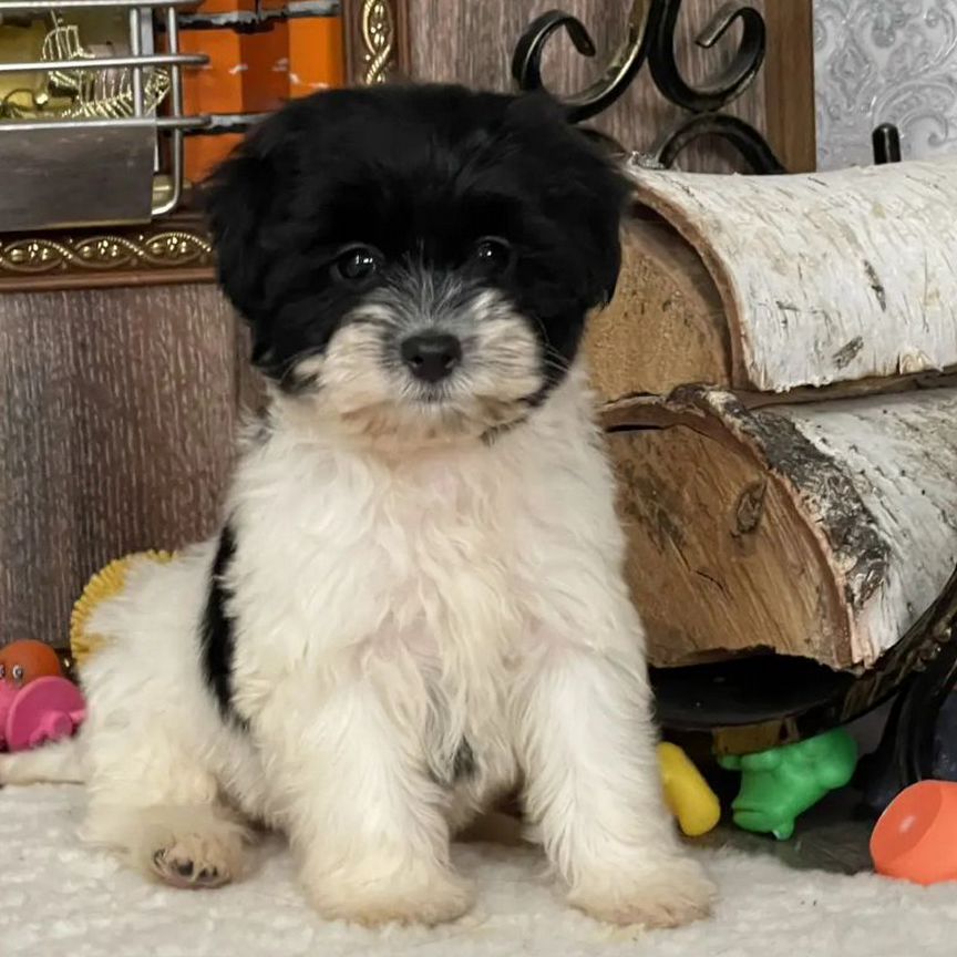 Мальтипу, щенок