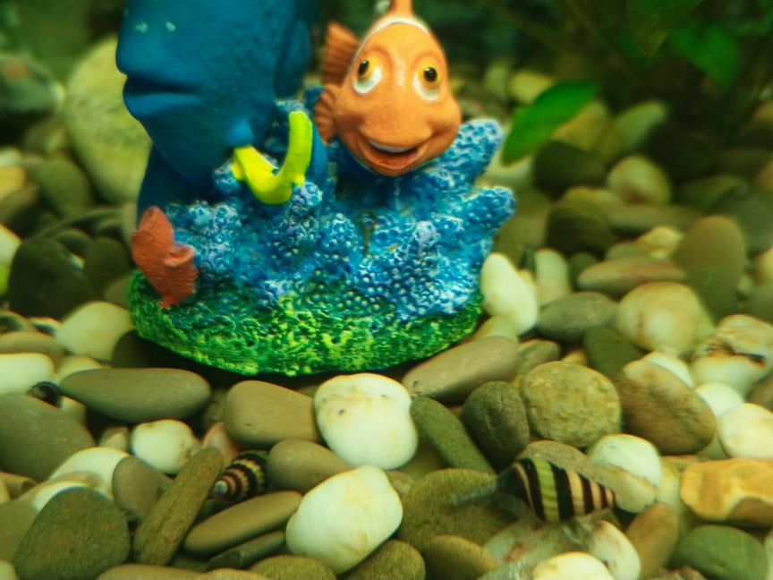 Улитки Хелены