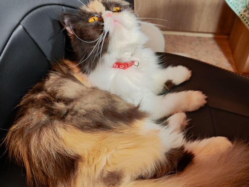 Кошка порсидская