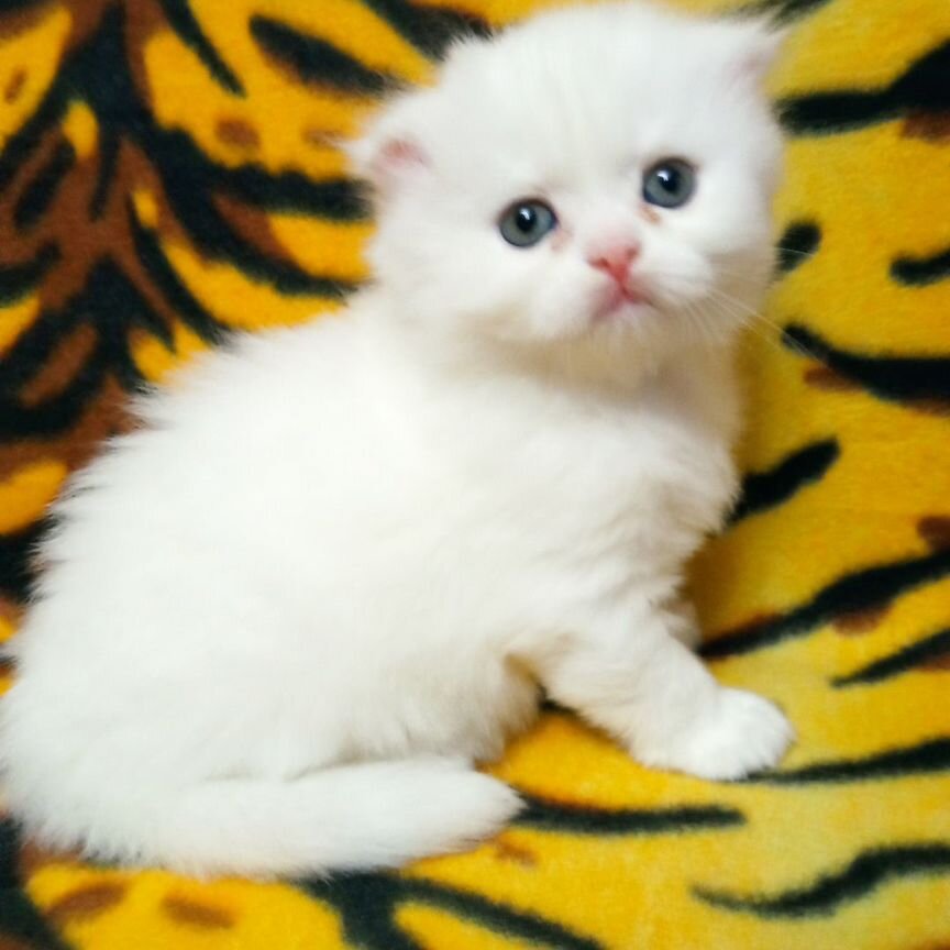Котик, родился 1 февраля, начинает кушать