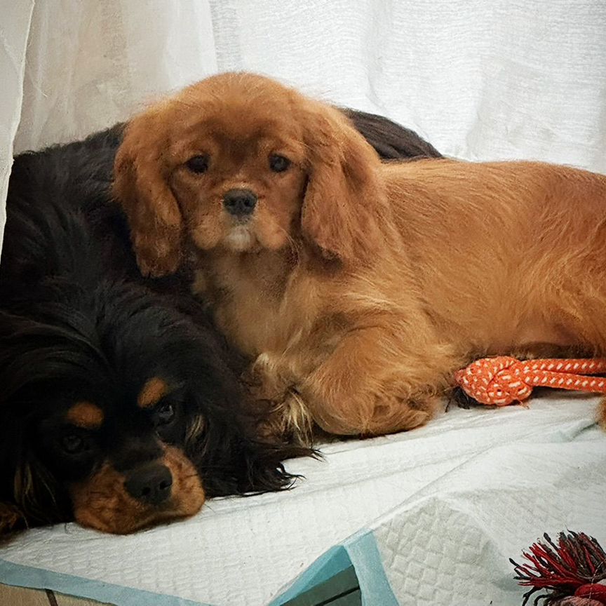 Кавалер кинг-чарльз-спаниель, щенок