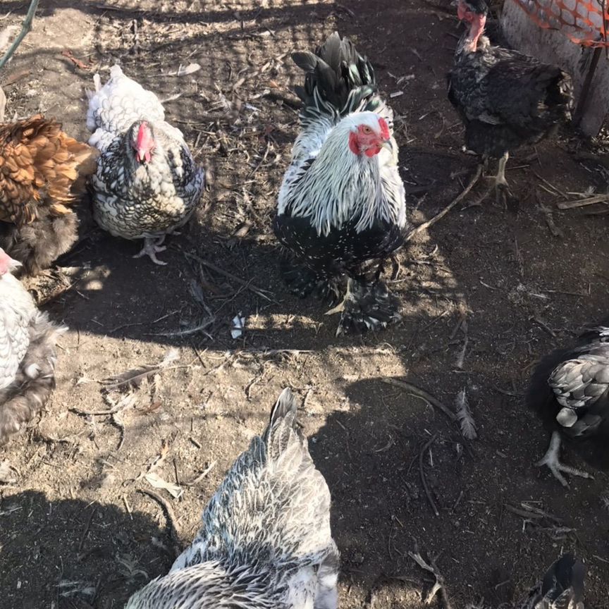 Петух Темного Брама