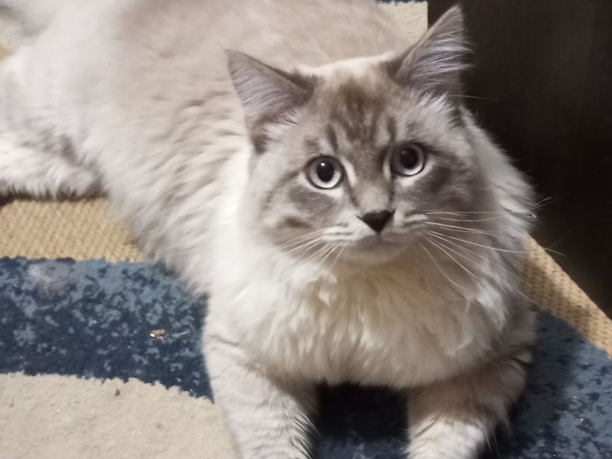 Невский на вязку