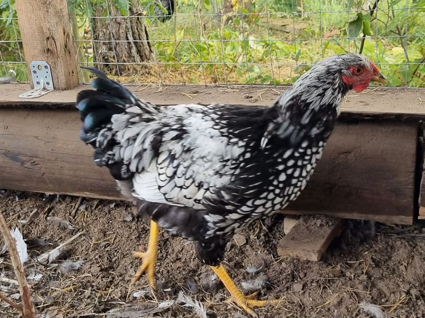 Петух серебро Виандот (молодняк)