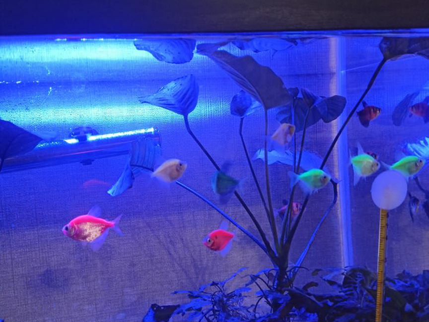 Рыбки тернеция