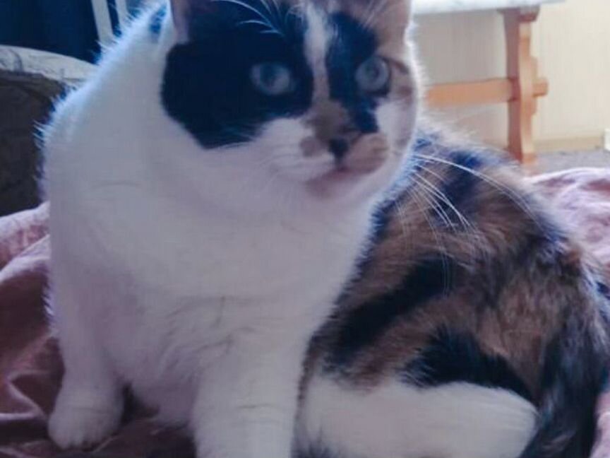 Кошечка ищет дом