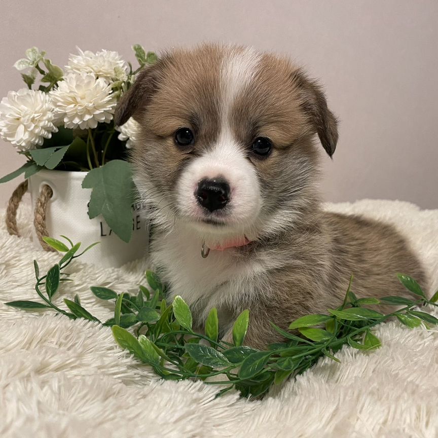 Вельш Корги Пемброк, щенок