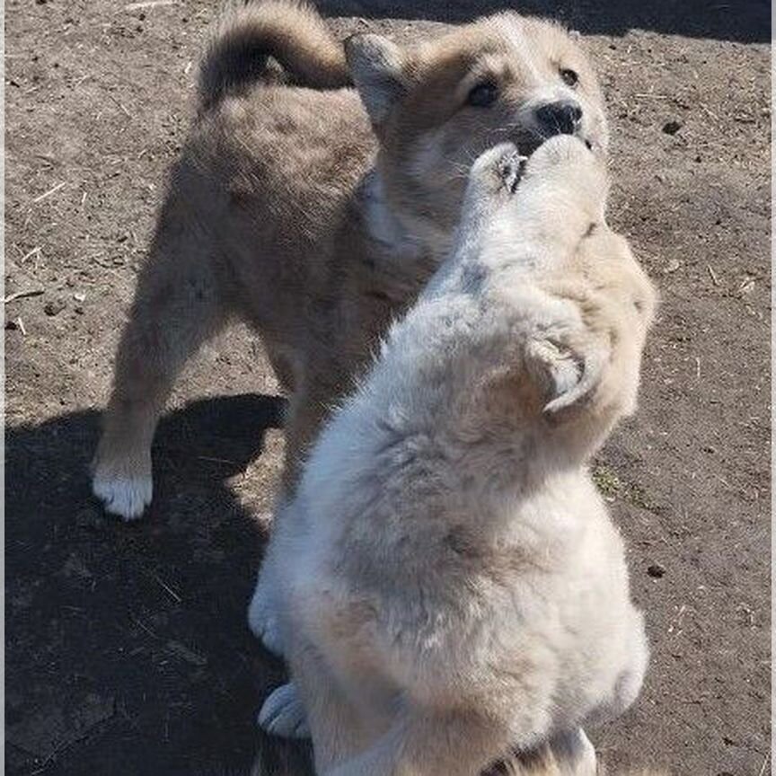 Лайка, щенок