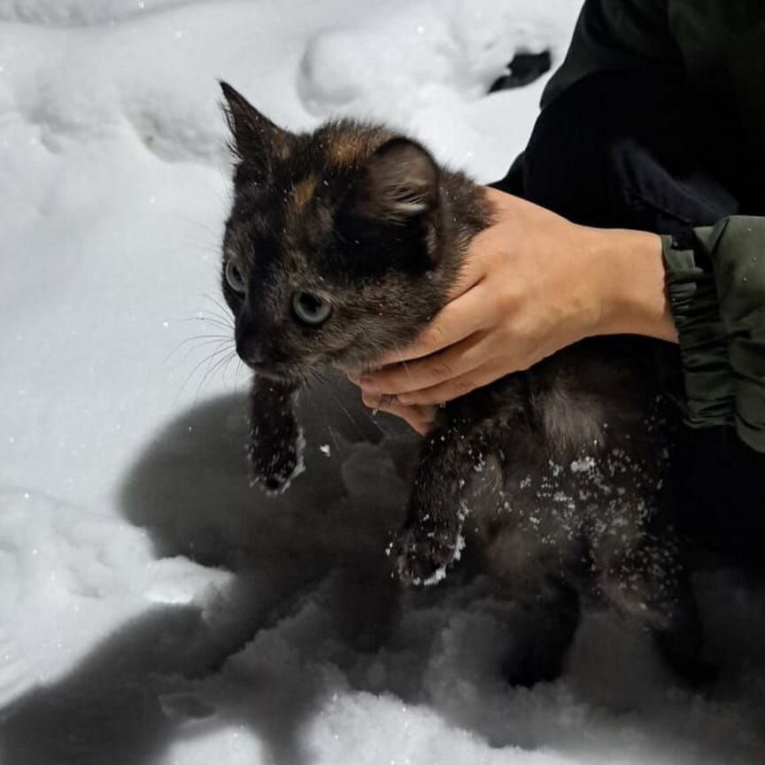 Котенок выживает на улице