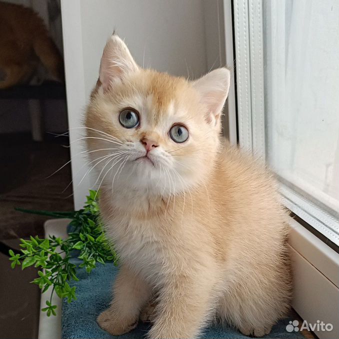 Шотландские котята мальчики шоколадное золото