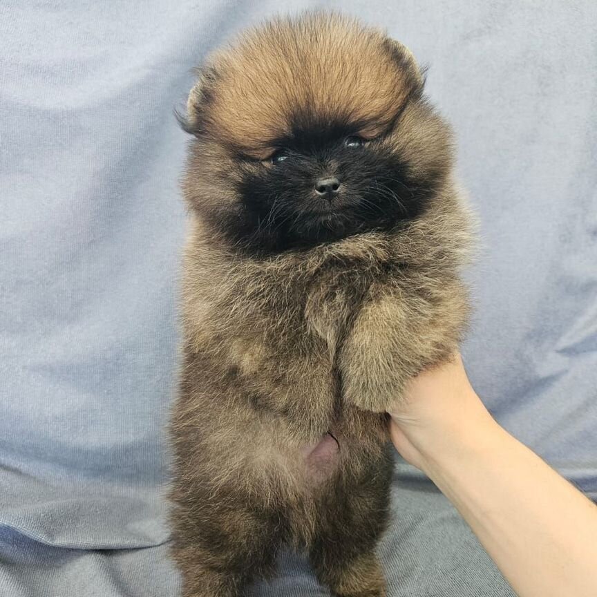 Померанский шпиц