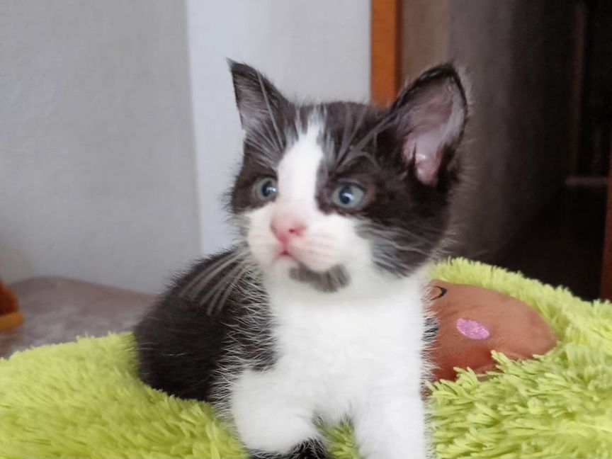 Котенок мальчик бесплатно