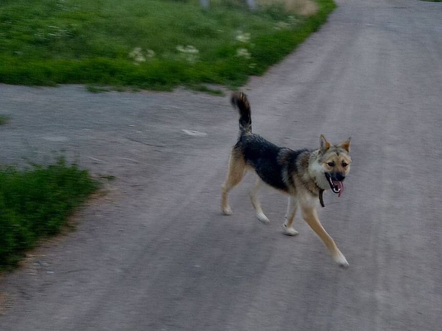 Собака в добрые руки