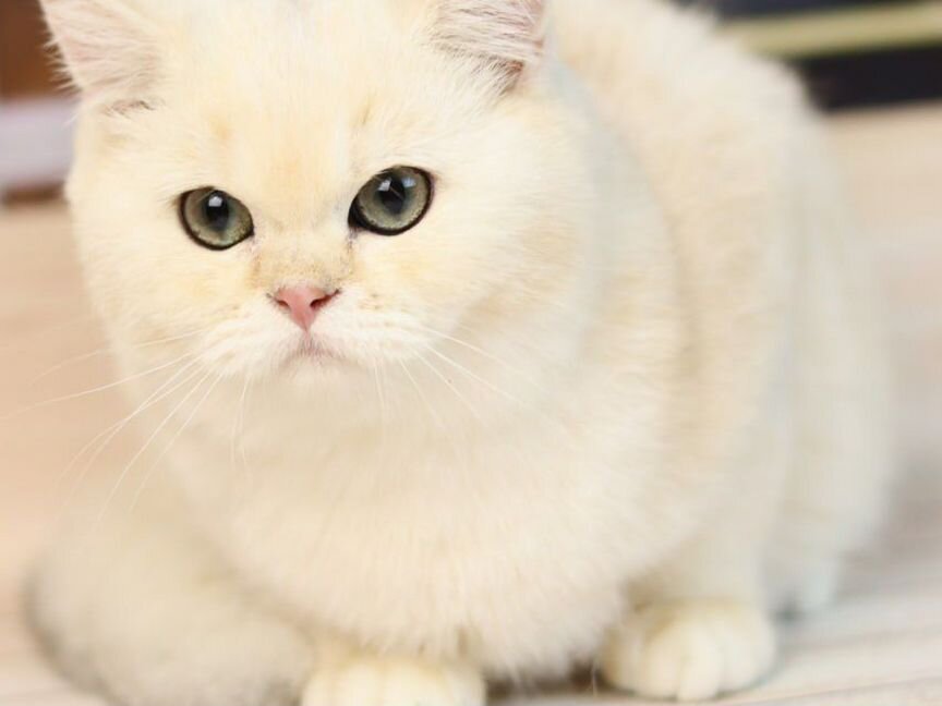 Британская золотая шиншилла, саншайн