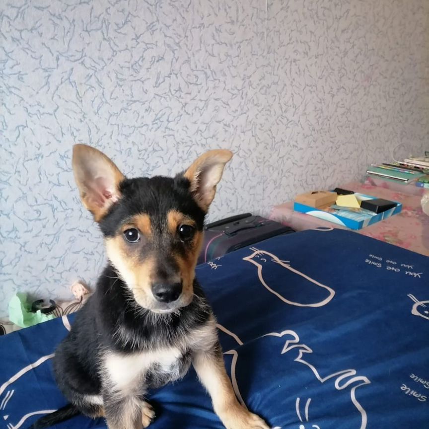 Джек ищет дом