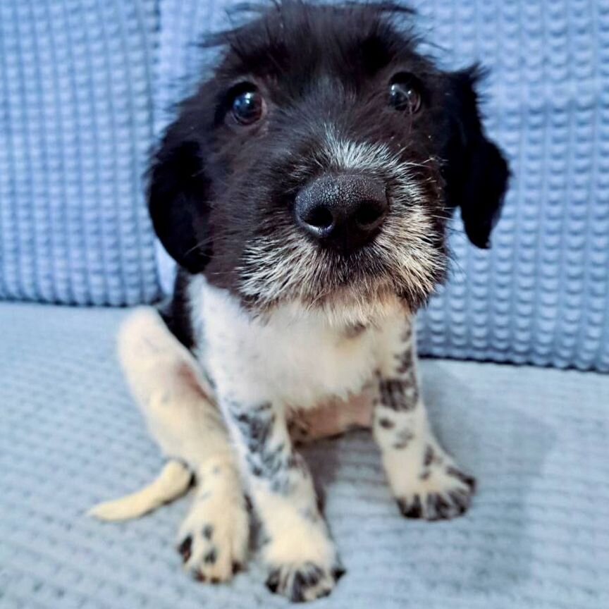 Щенок в добрые руки