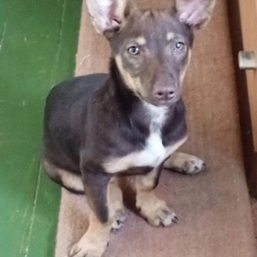 Девочка стерильная в семью