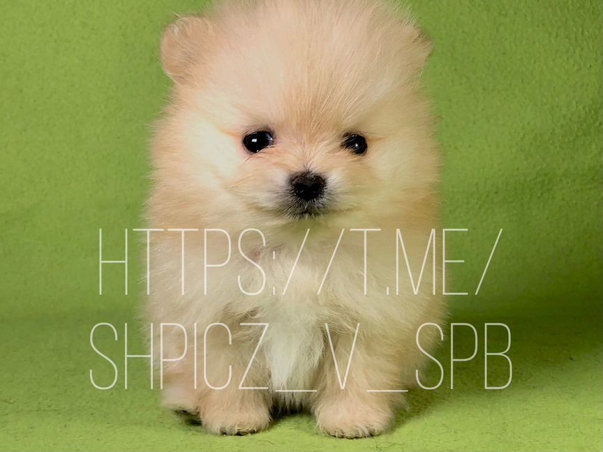 Микро щенок померанского шпица