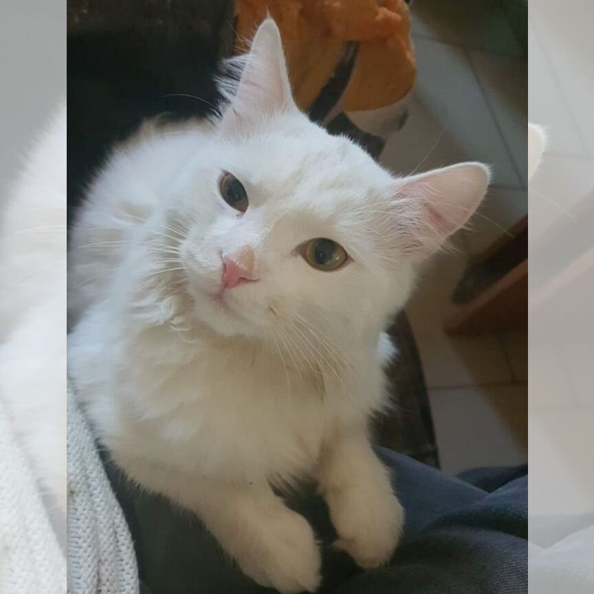 Взрослый кот в добрые руки