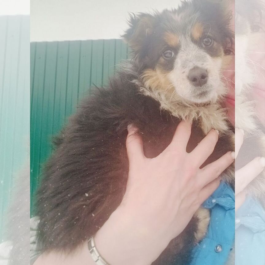 Щенок в добрые руки