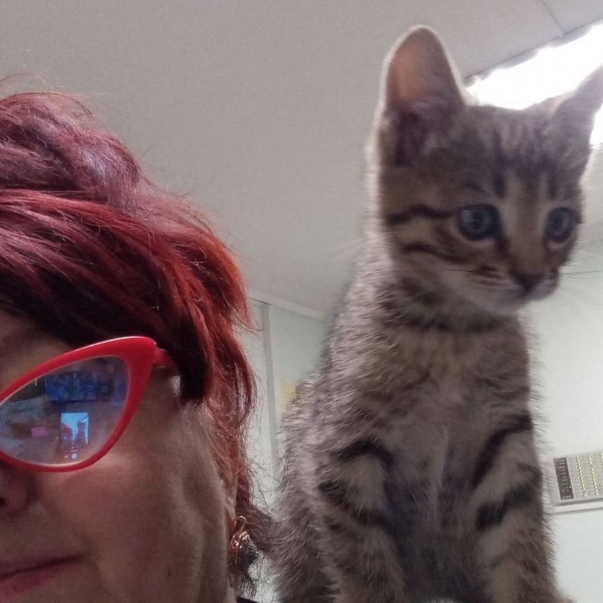 Котёнок