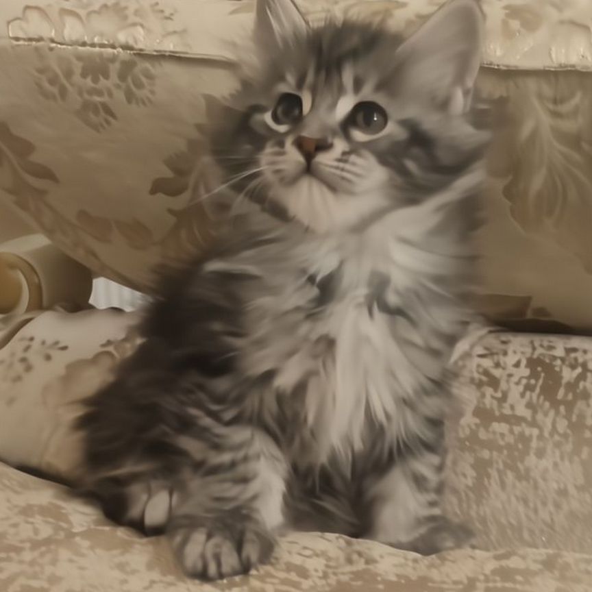 Мейн-кун котёнок