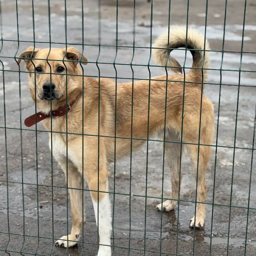 Рыжий пёс Джеки один из многих бедолаг приюта