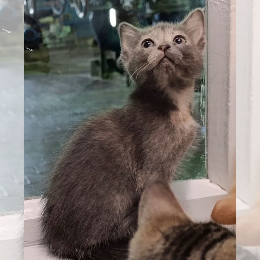 Котёнок в добрые руки