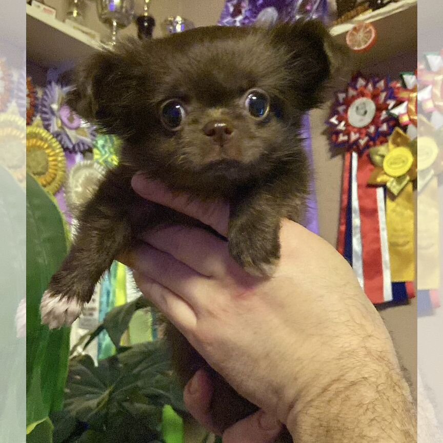 Чихуахуа, щенок