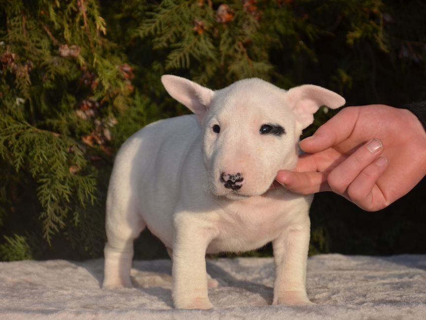 Миниатюрный бультерьер