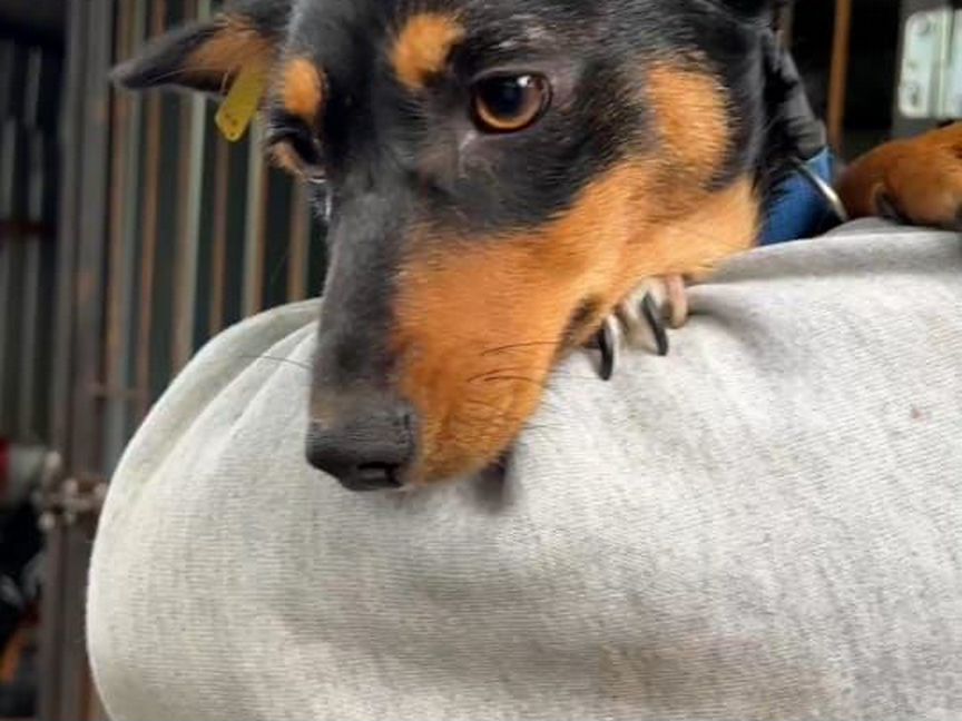 Маленькая собачка метис такса отлов