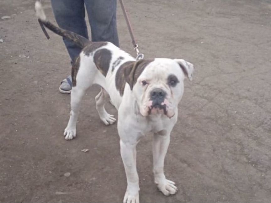 Американский бульдог