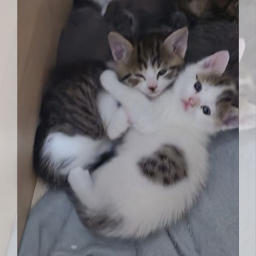 Котёнок в добрые руки