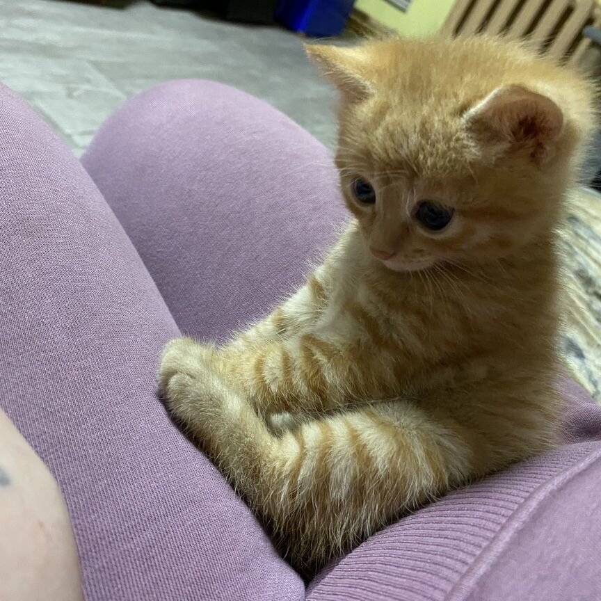 Маленький котеночек