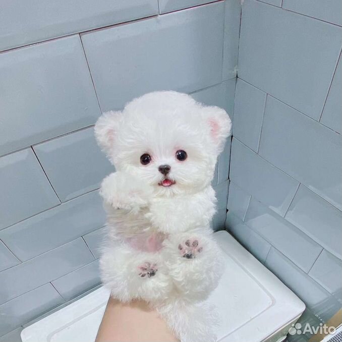 Мальтипу мини Тедди Тикап из Китая