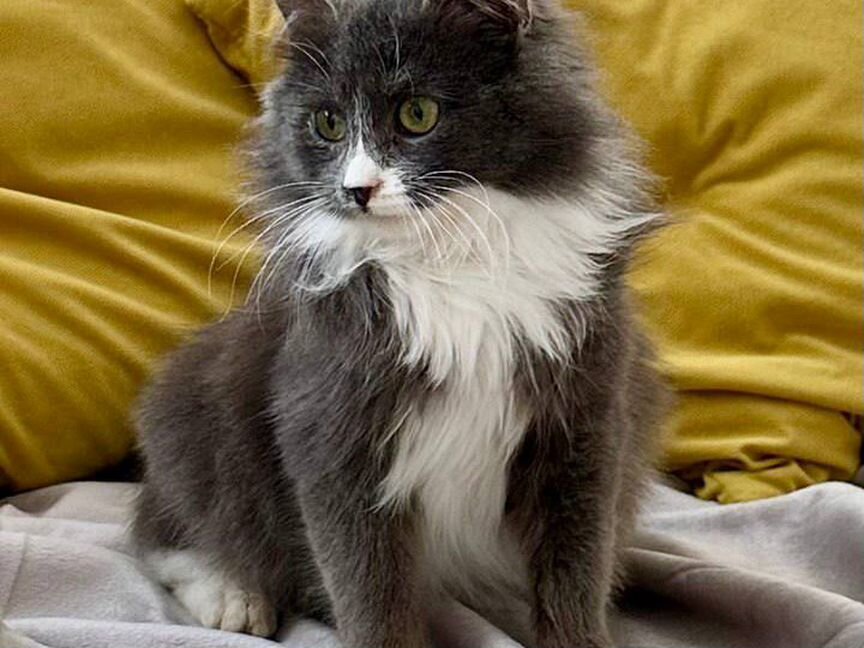 Котята турецкой ангоры